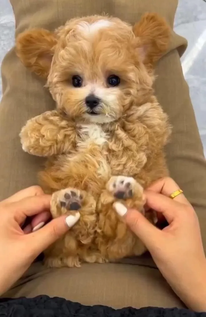 Nicco Official Site | #1 Realistic Robot Puppy